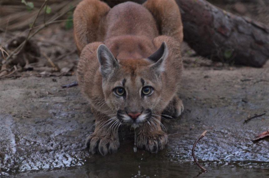 New Pictures of Nala - Explorers Against Extinction