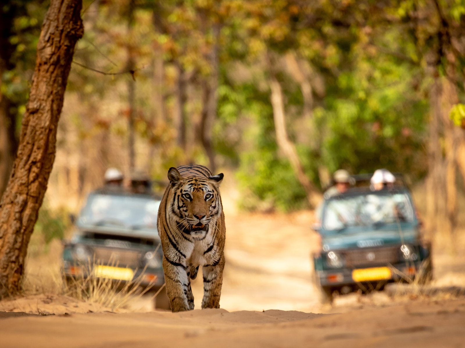 When Is the Best Time to Go on Safari? - Explorers Against Extinction