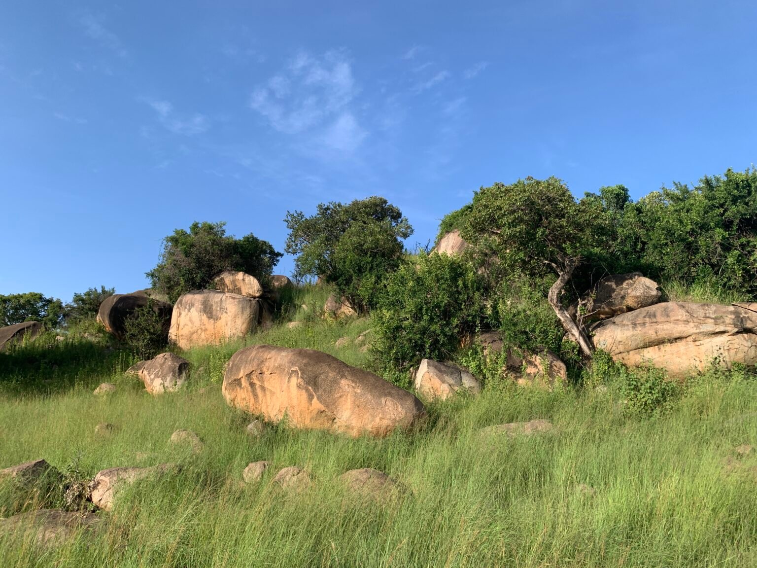 A guide to the Serengeti - Explorers Against Extinction