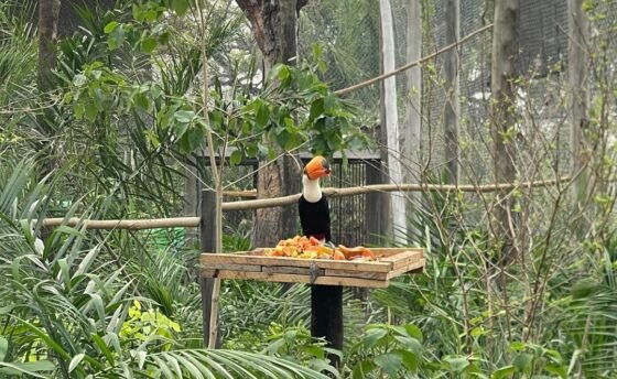 A Dozen Toco Toucans Return to the Wild in the Southern Pantanal ...