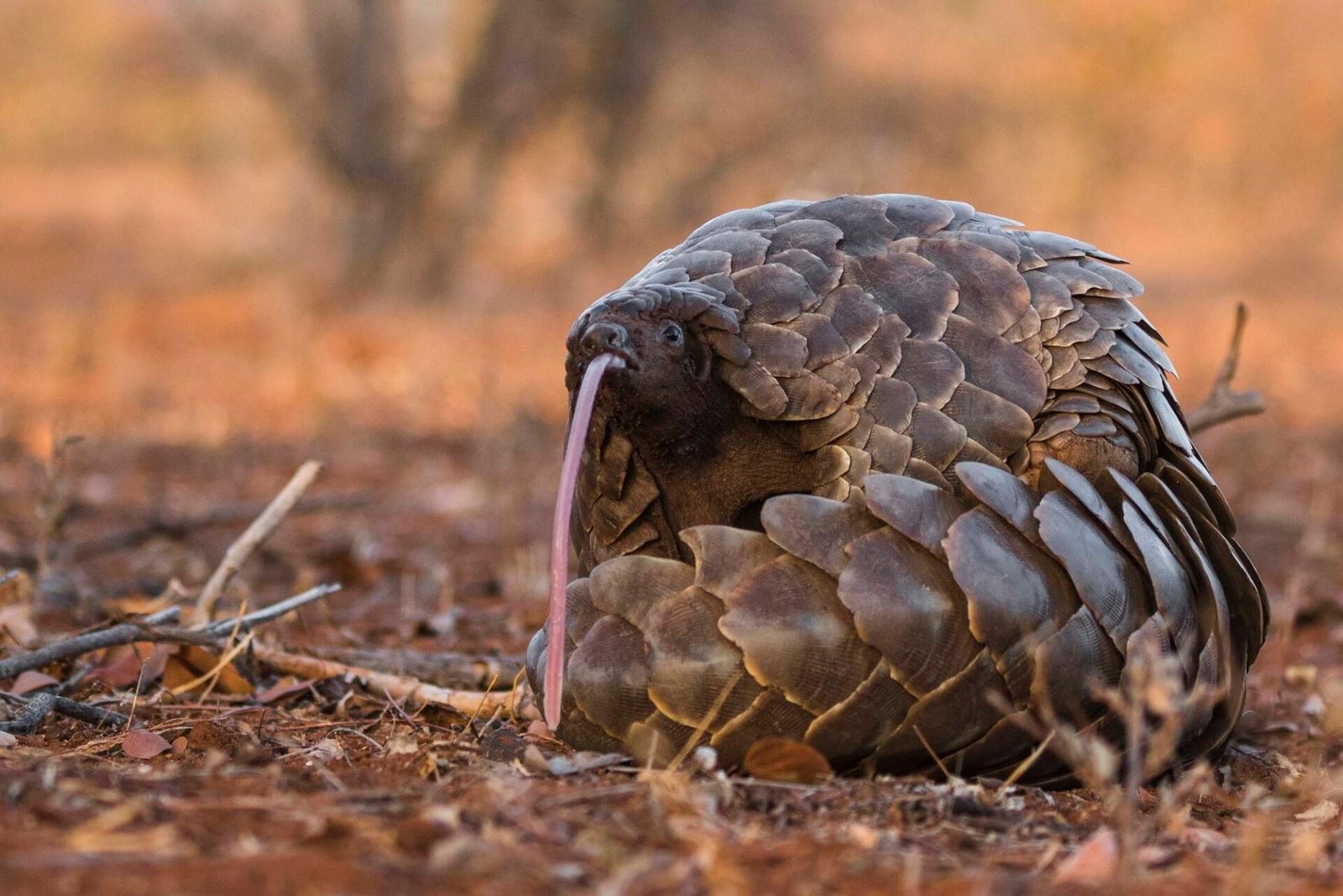 Pangolin Conservation: New Rescue Centre Opens - Explorers Against ...