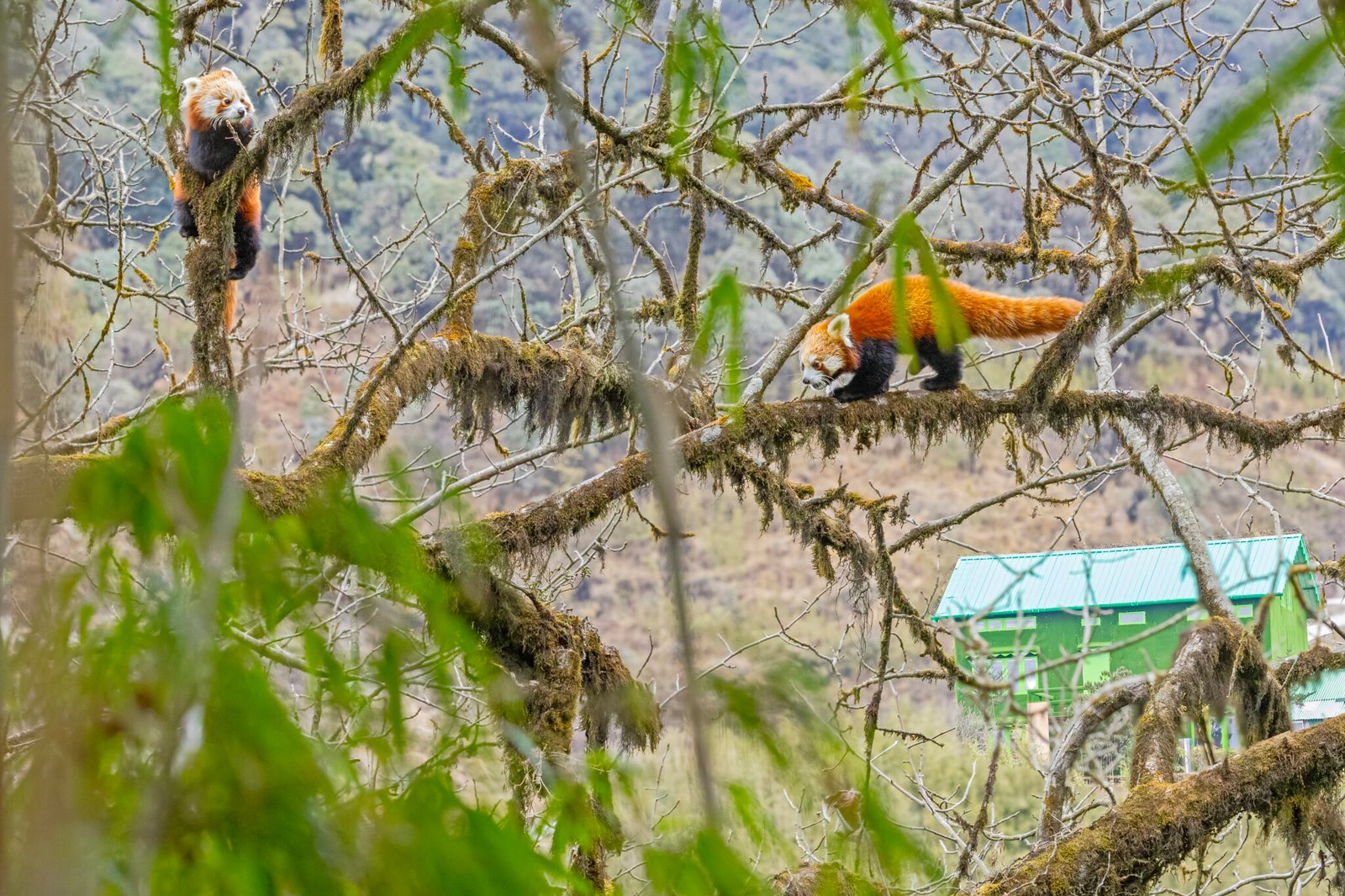 Where to See Red Pandas in Nepal: Tracking A Himalayan Icon - Explorers ...