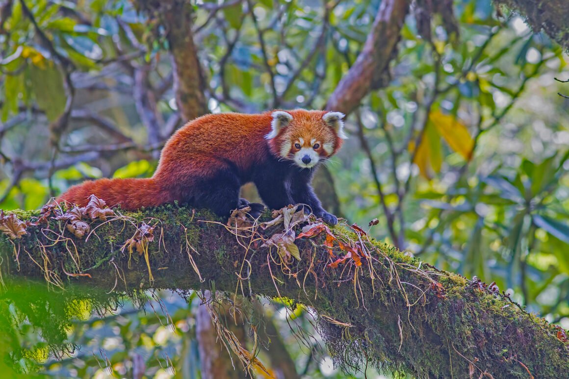 Where to See Red Pandas in Nepal: Tracking A Himalayan Icon - Explorers ...