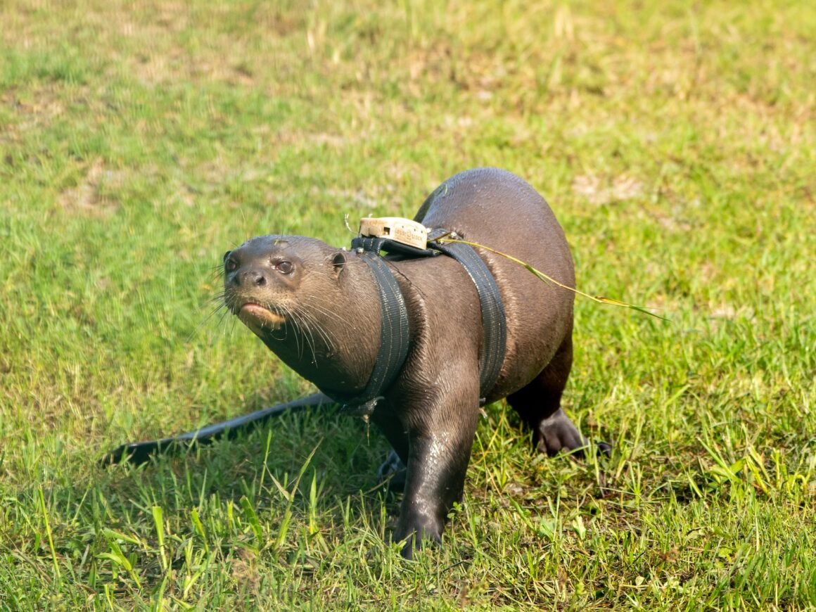 Kangchenjunga at 70: Honouring a Mountain, Its People, and a Vision for the Future - Explorers ...