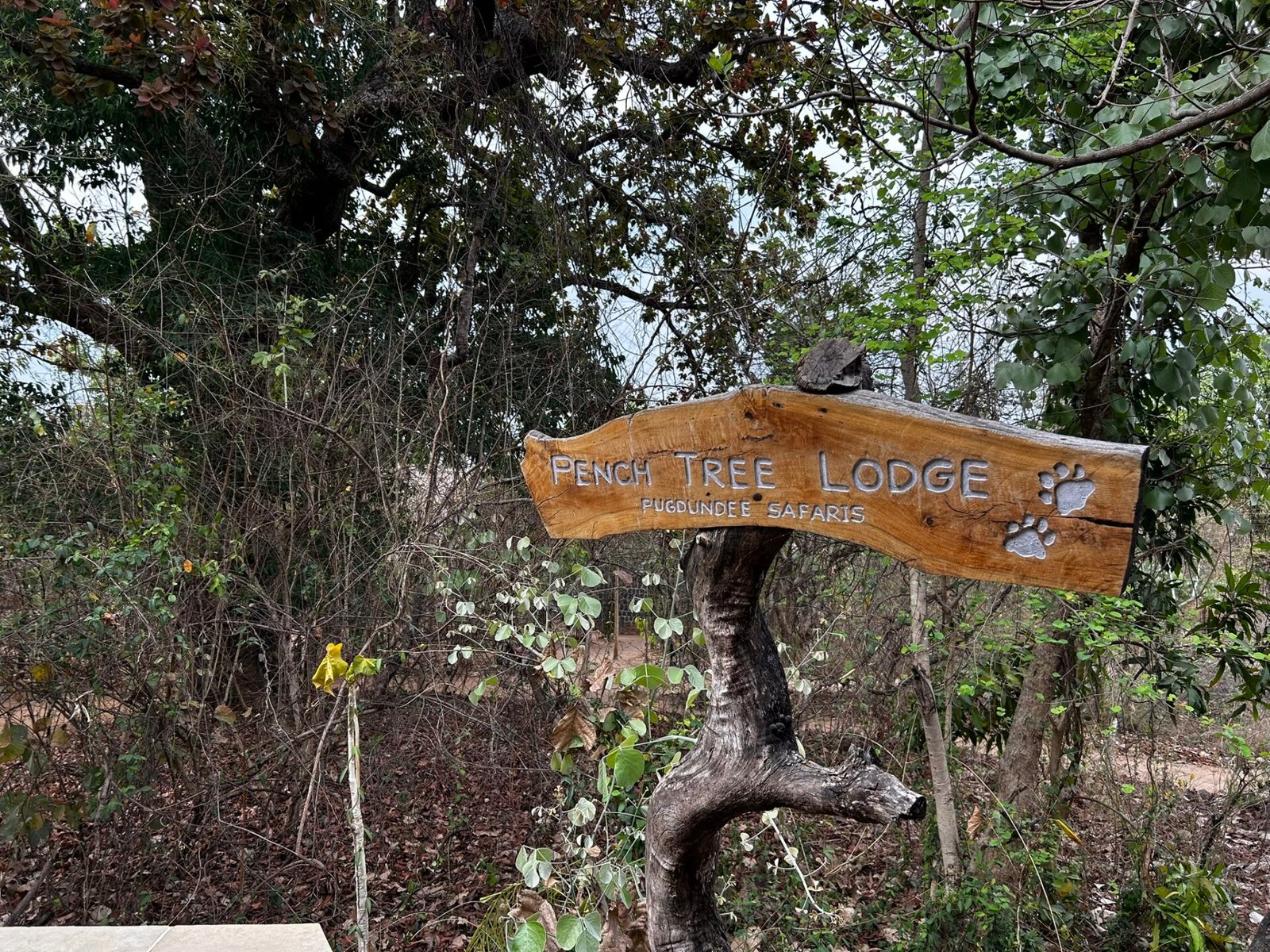 Exploring Pench Tiger Reserve, Central India - Explorers Against Extinction