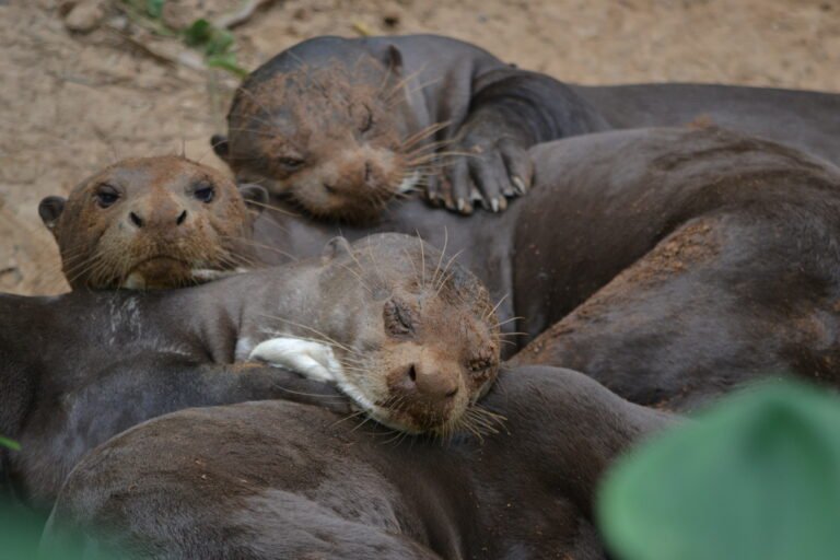 Giant Otters in the Pantanal: Progress, Pressure and the Power of ...