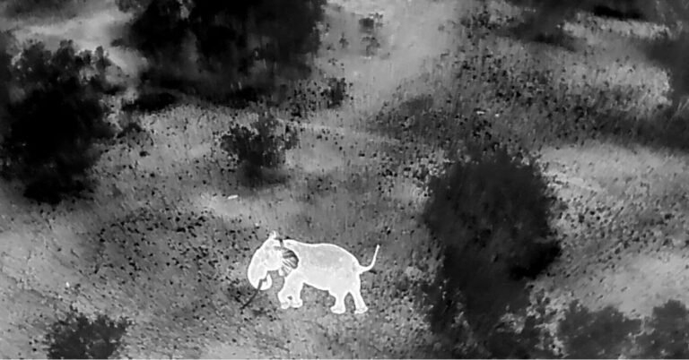 Keeping Track of edwin - Explorers Against Extinction