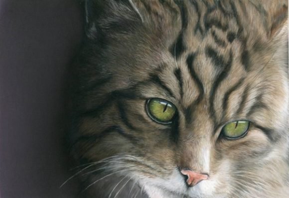 Sketch For Survival 2021 Highly Commended – Explorers Against Extinction