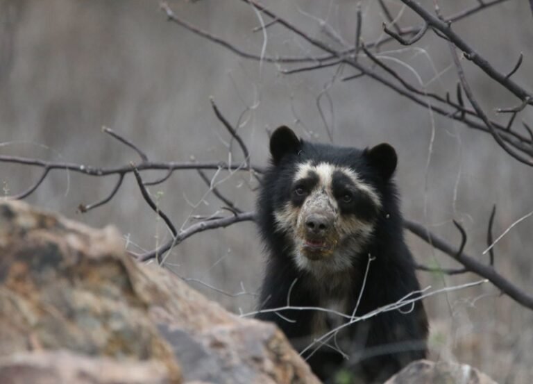 Looking Out for the Bears of Machu Picchu, Peru – Explorers Against ...