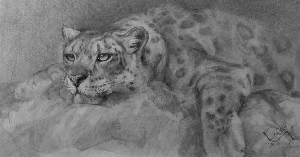 Sketch for Survival 2025 Finalists - Explorers Against Extinction